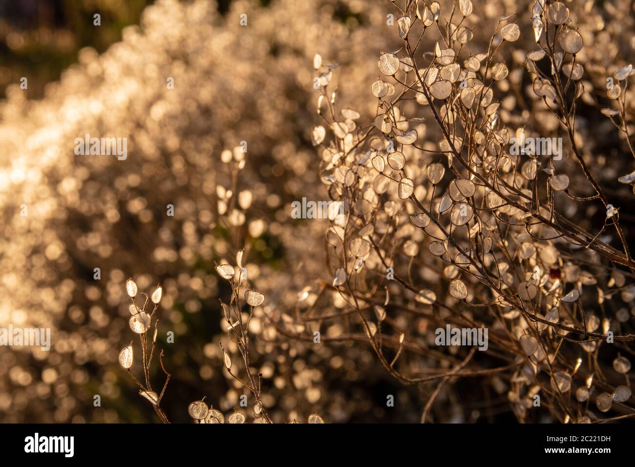 Dry plant texture hi-res stock photography and images - Alamy