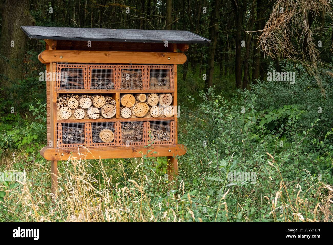 Insects in a box hi-res stock photography and images - Alamy