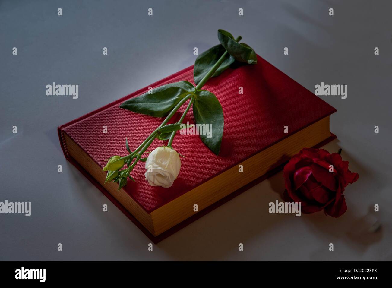 white rose laid on the book Stock Photo - Alamy