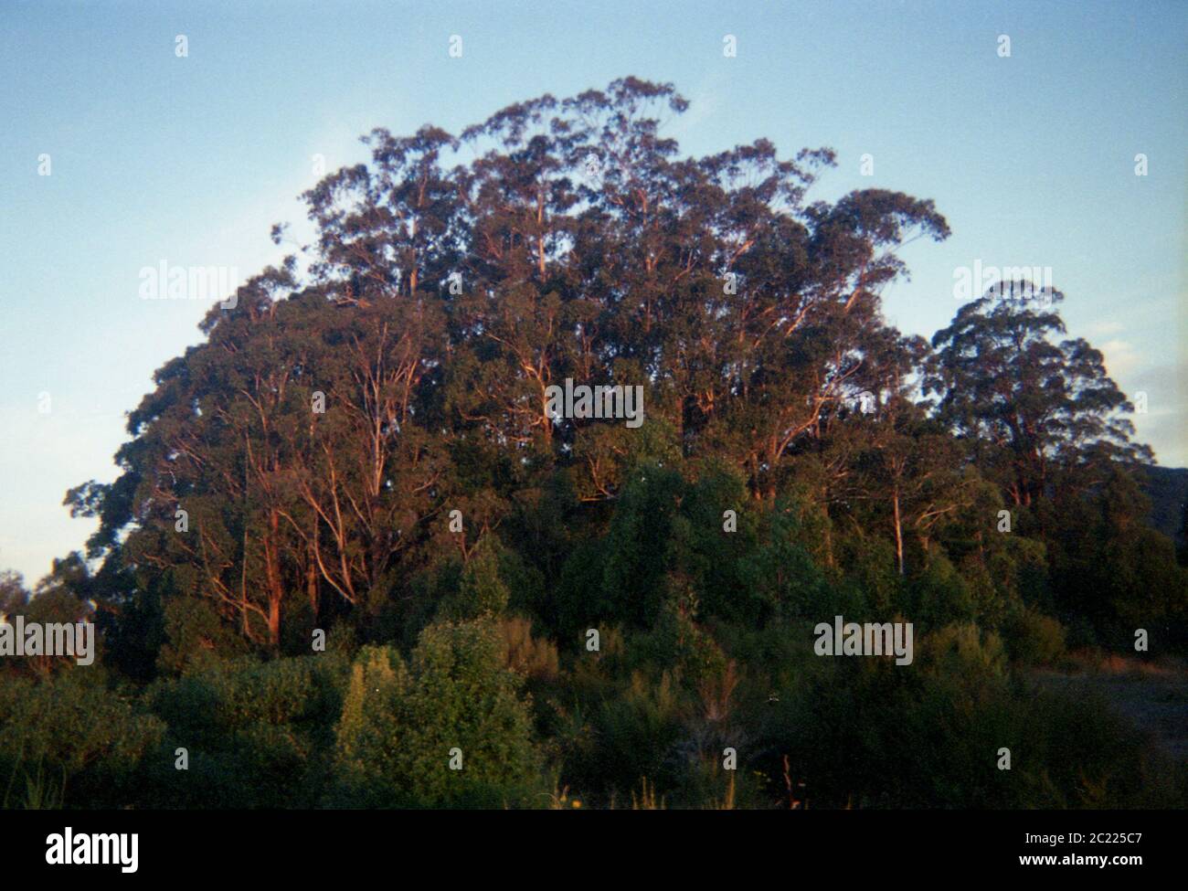 Native trees new zealand hi-res stock photography and images - Alamy
