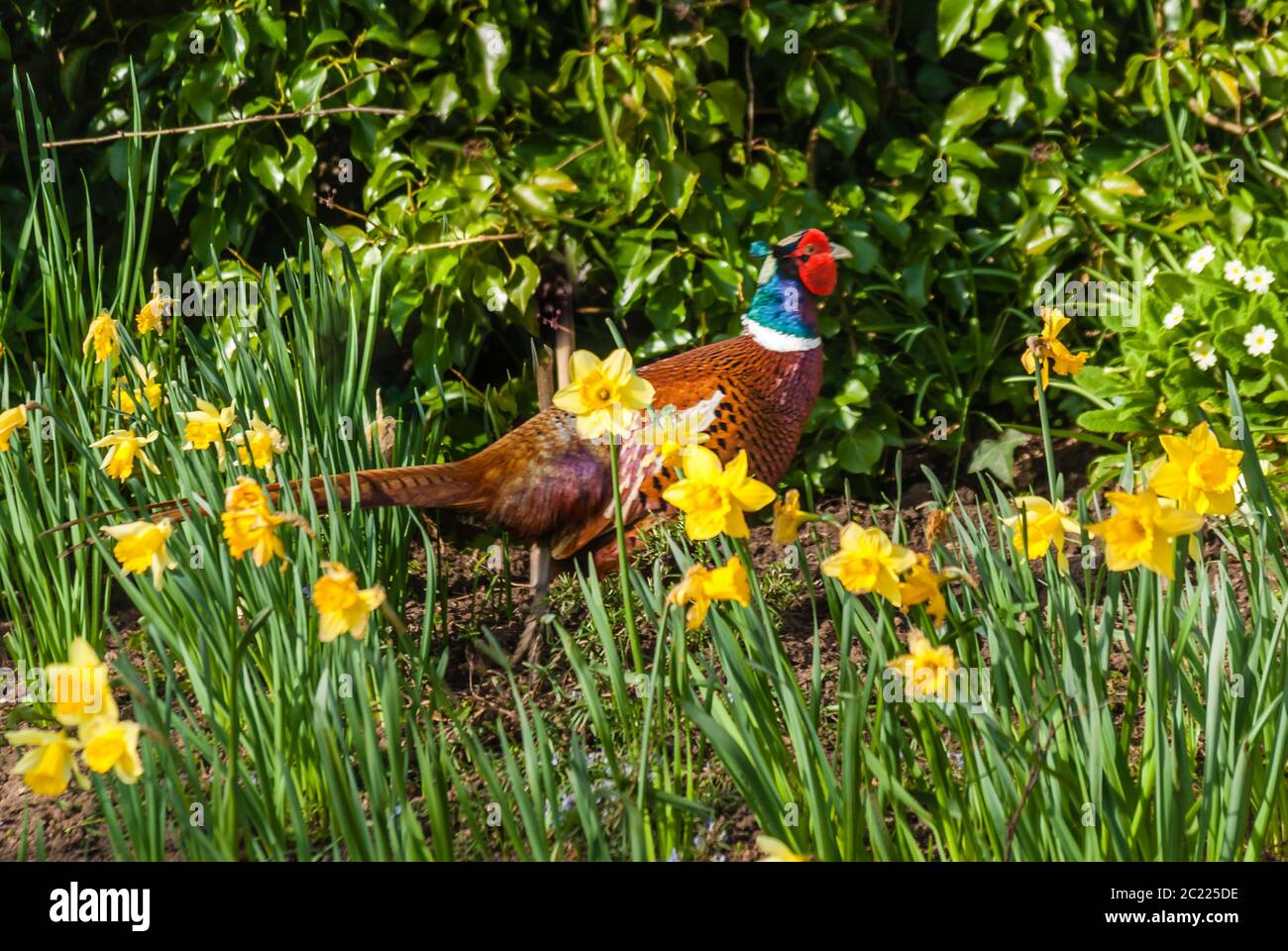Pheasant display flowers hi-res stock photography and images - Alamy