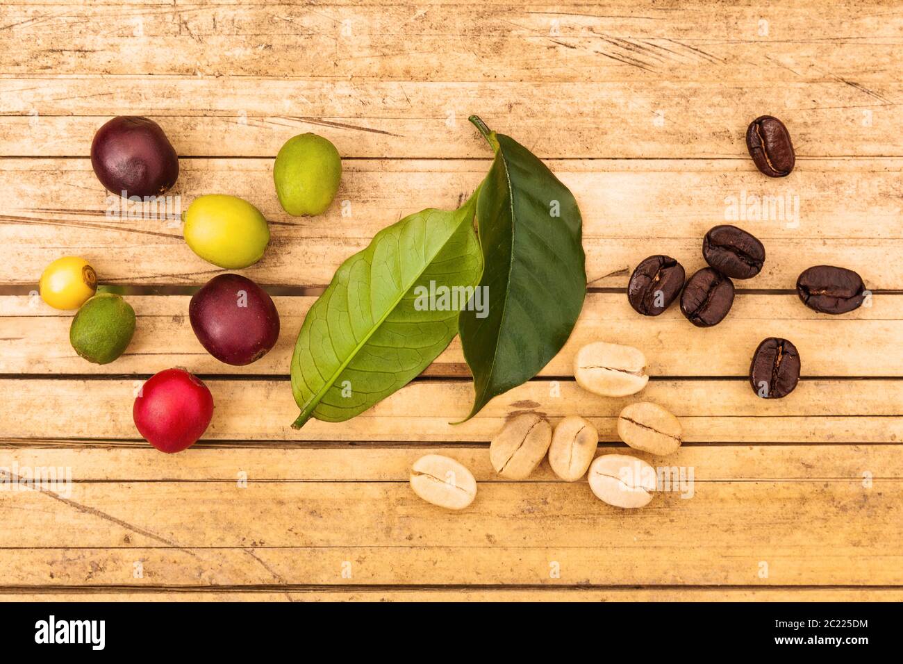 Cofffea fruits, leaves, roasted coffee beans Stock Photo - Alamy