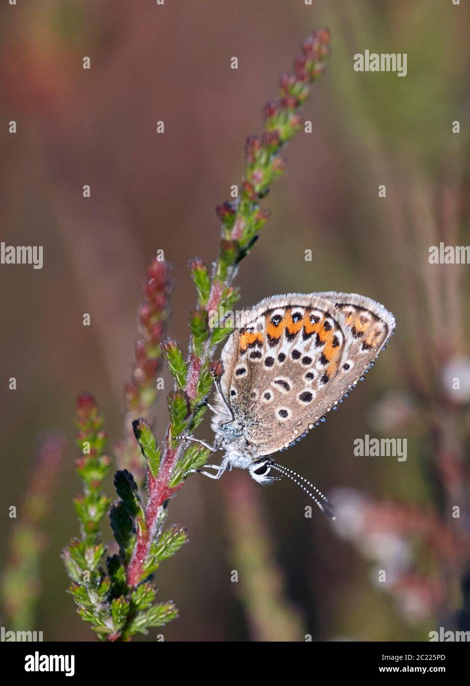 Common blue bell hi-res stock photography and images - Alamy