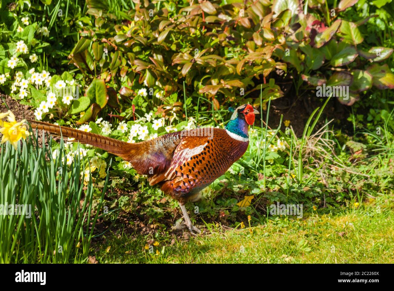Pheasant display flowers hi-res stock photography and images - Alamy