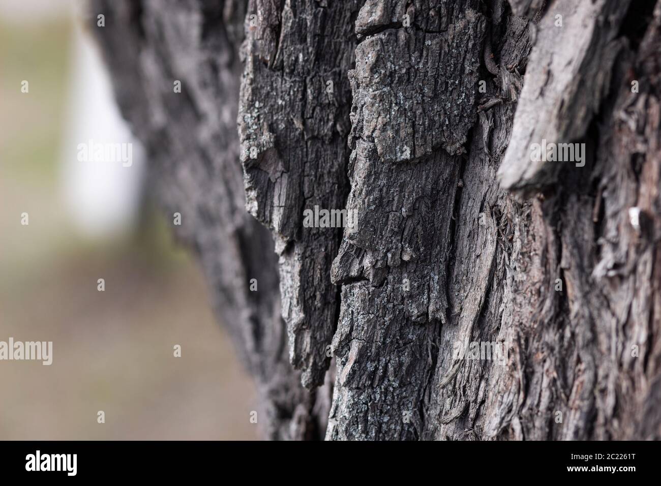 Close up an old tree bark on a background of autumn forest Stock Photo ...