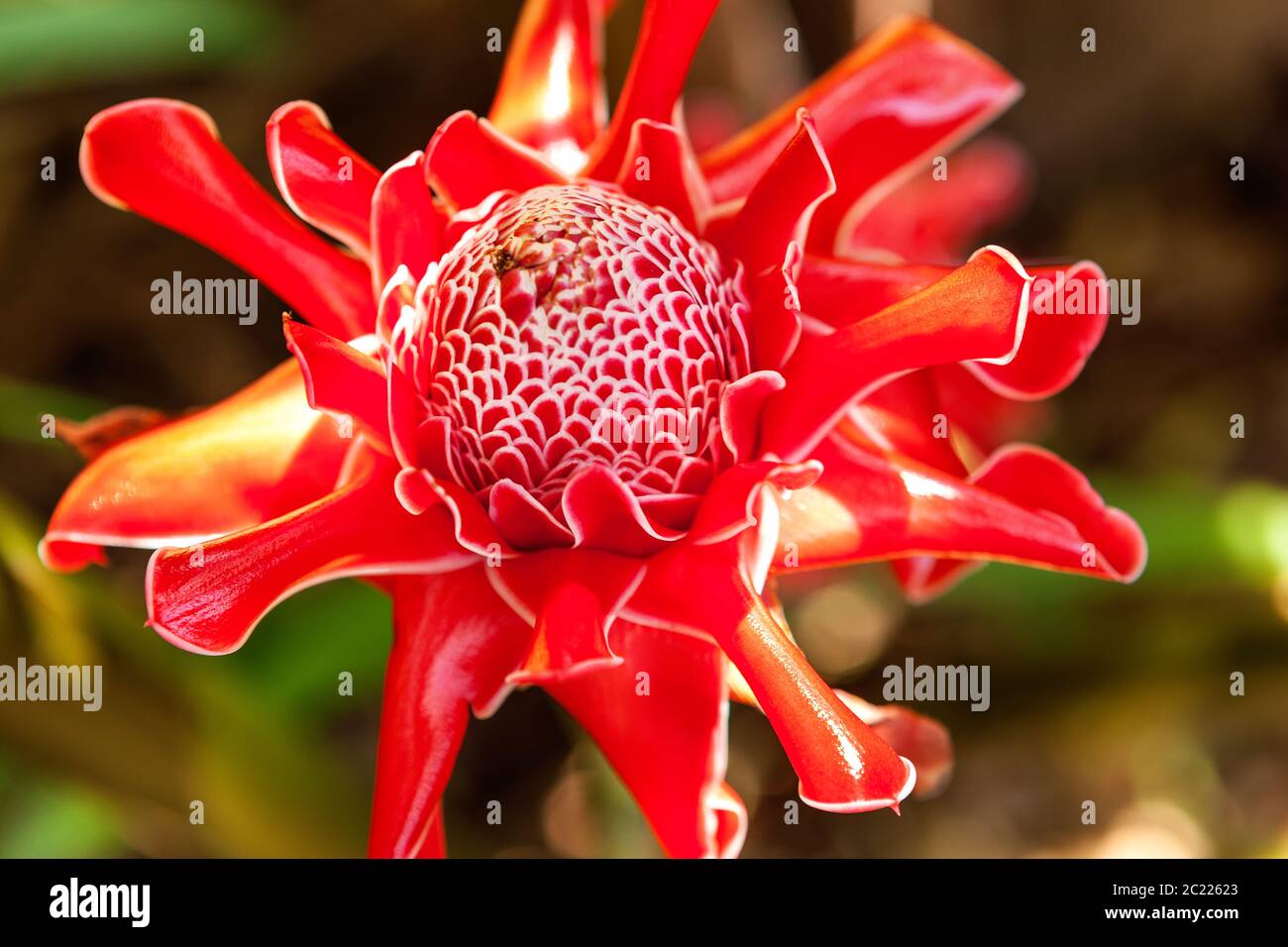 Red ginger lily hi-res stock photography and images - Alamy