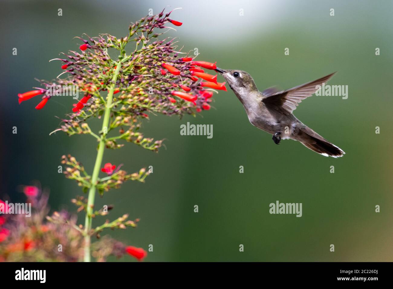 Antigua hummingbirds hi-res stock photography and images - Alamy