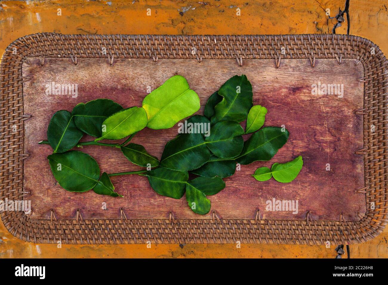 Healthy kaffir lime leaves hi-res stock photography and images - Alamy