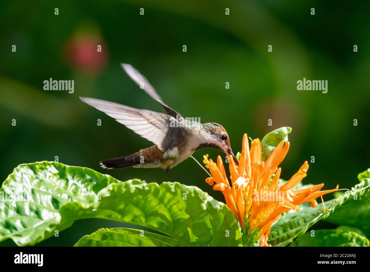 Tubular orange flowers hi-res stock photography and images - Alamy