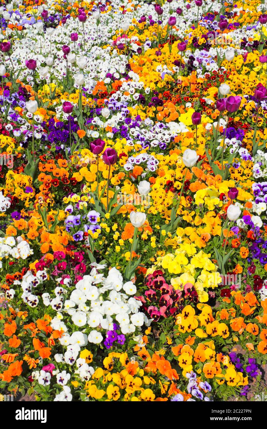 Colourful sea of flowers Stock Photo - Alamy