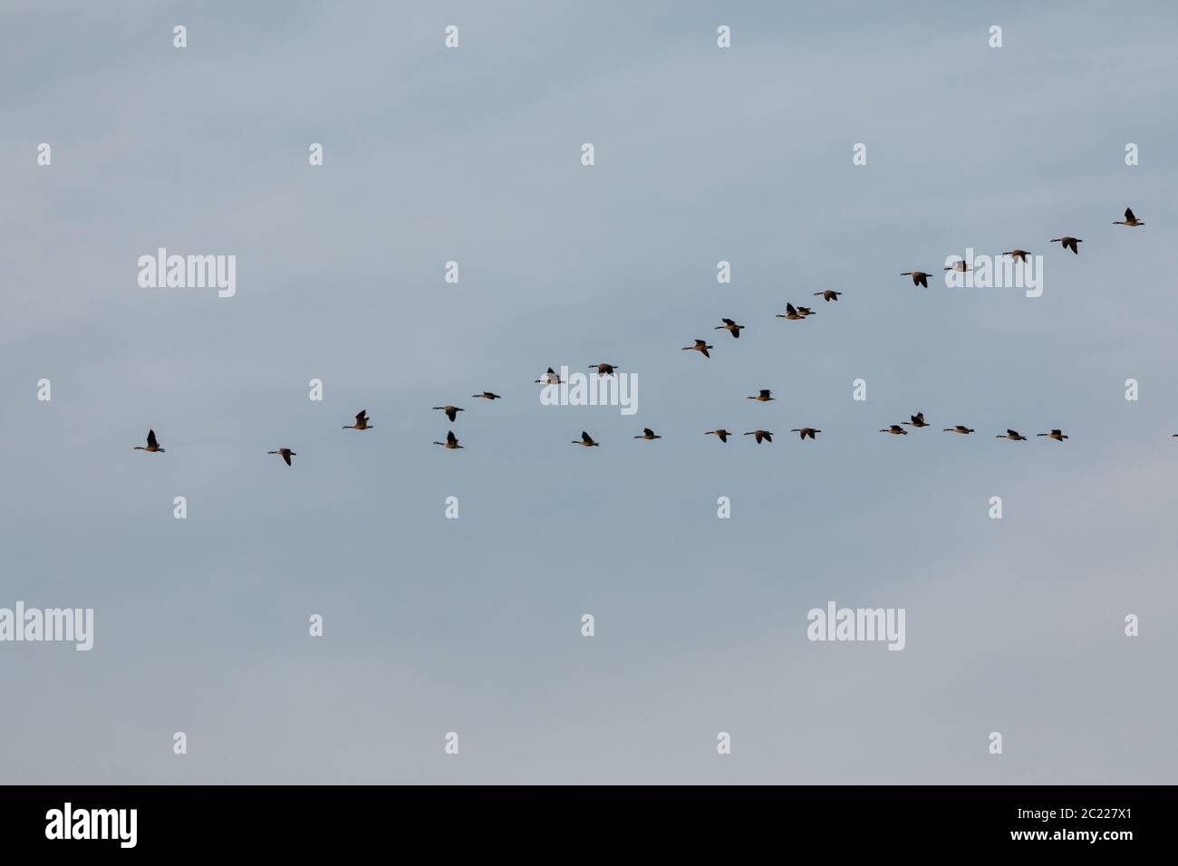 Flock wild geese in migration hi-res stock photography and images - Alamy