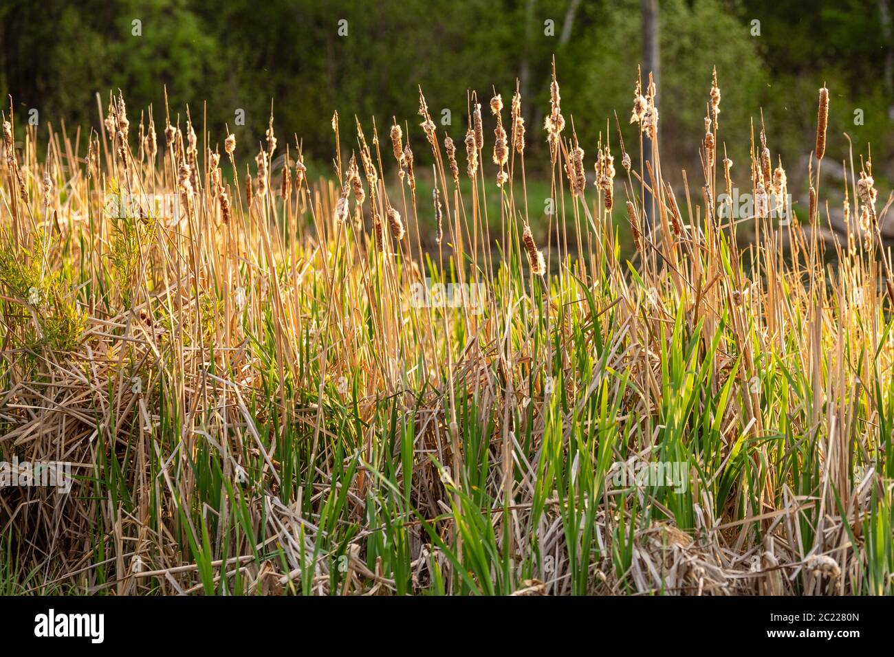 Reed meadow grass hi-res stock photography and images - Alamy