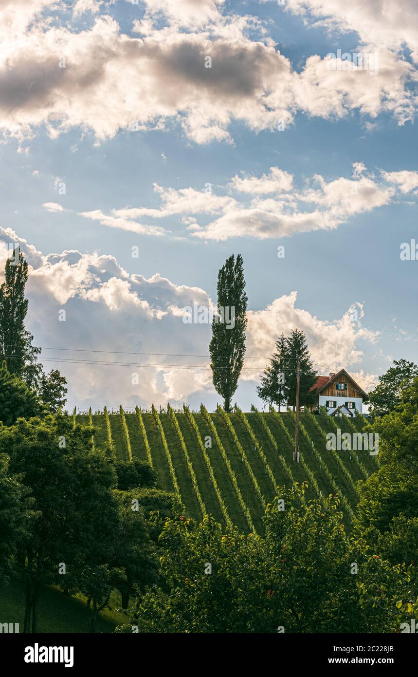 Beautiful green rows of grape plants in summer in Austria Stock Photo ...