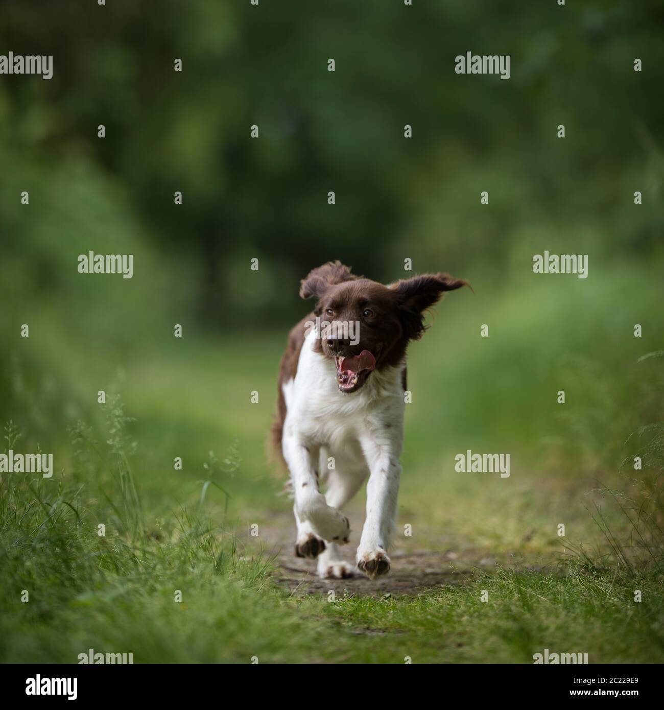 Cute dog running outdoors in a forest Stock Photo - Alamy
