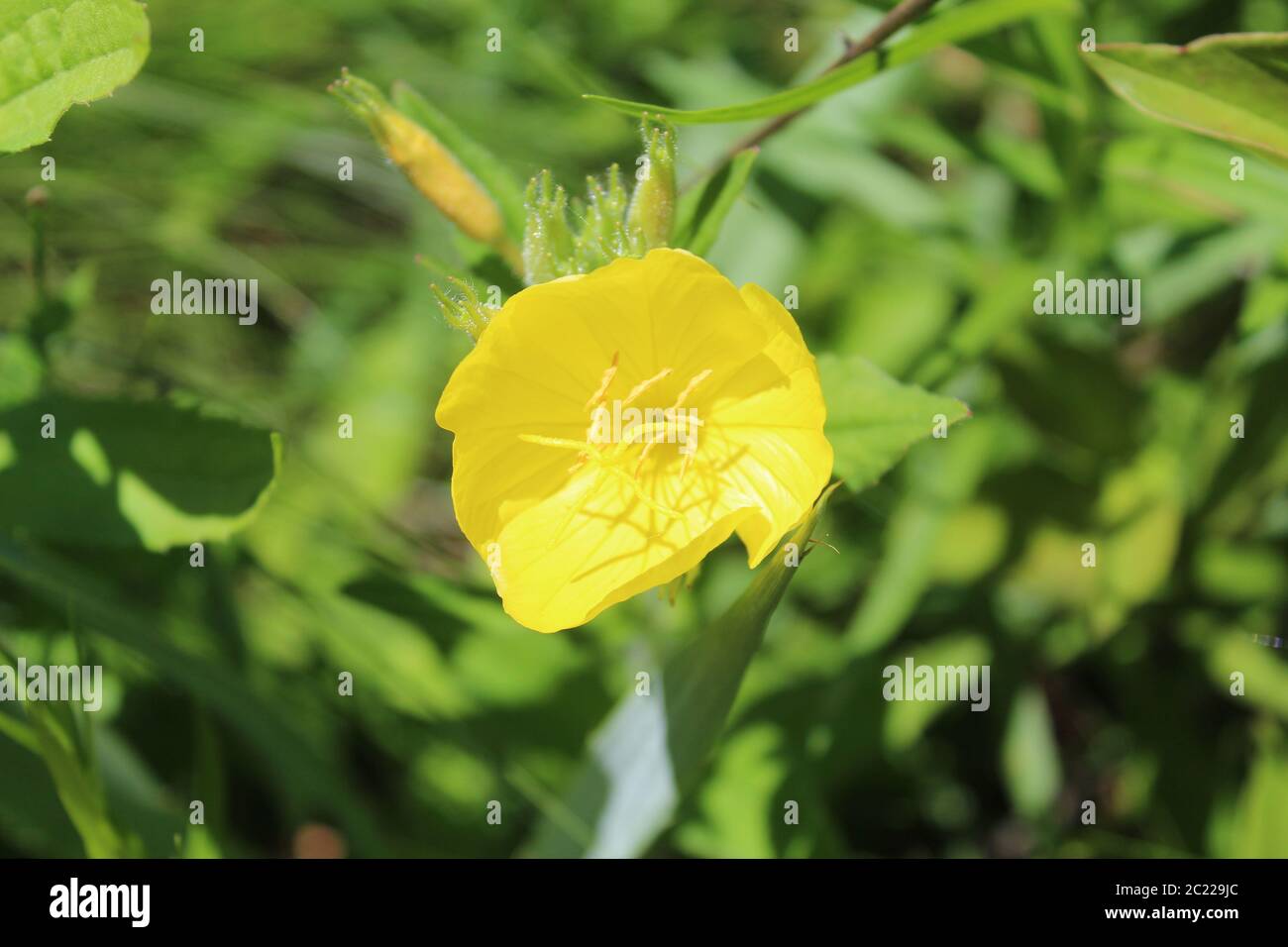 Prairie sundrop hi-res stock photography and images - Alamy