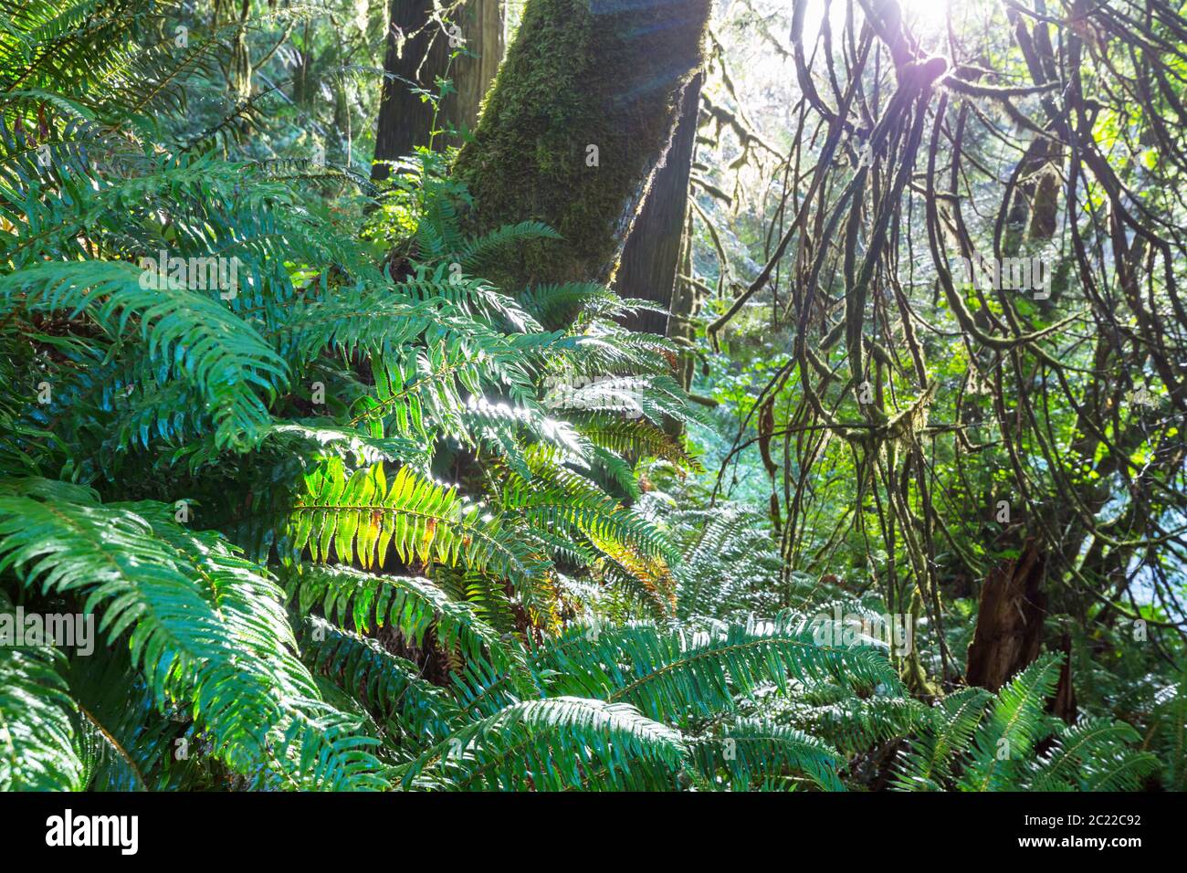Summer forest at sunrise time. Inspiring summer background Stock Photo ...