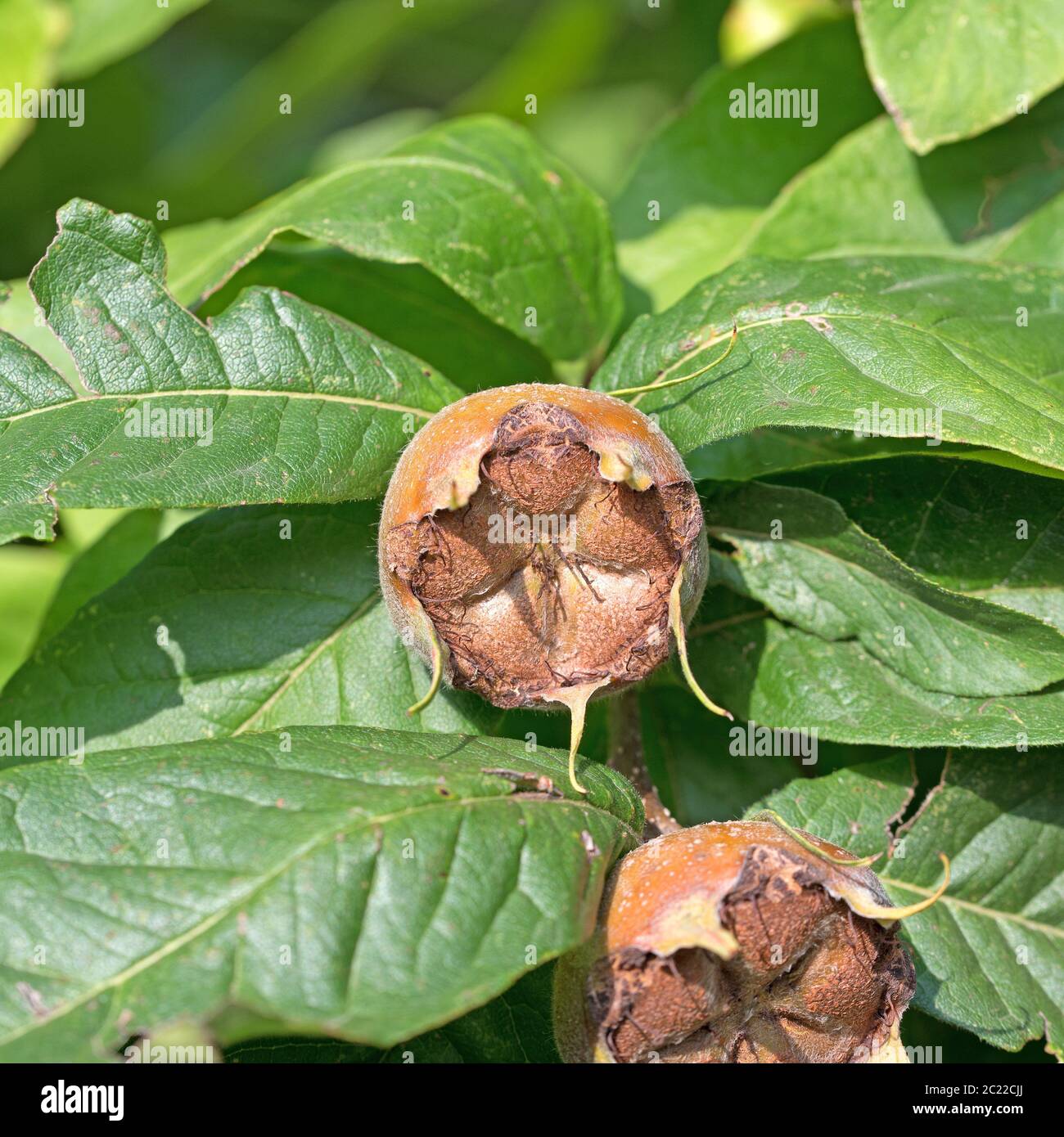 Ripe fruits of the German medlar Stock Photo - Alamy