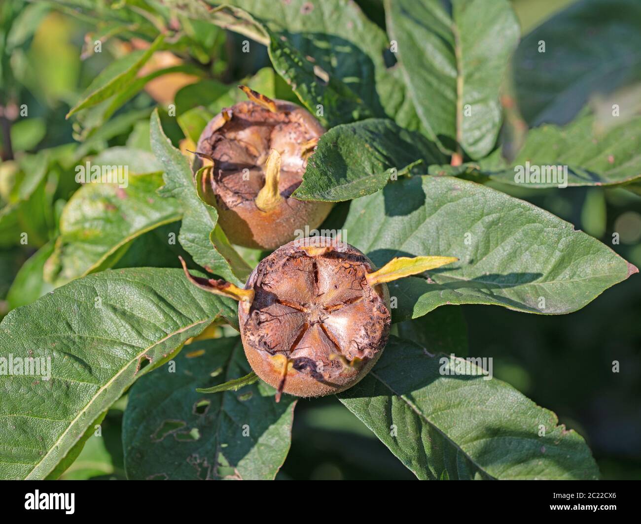 Ripe fruits of the German medlar Stock Photo - Alamy