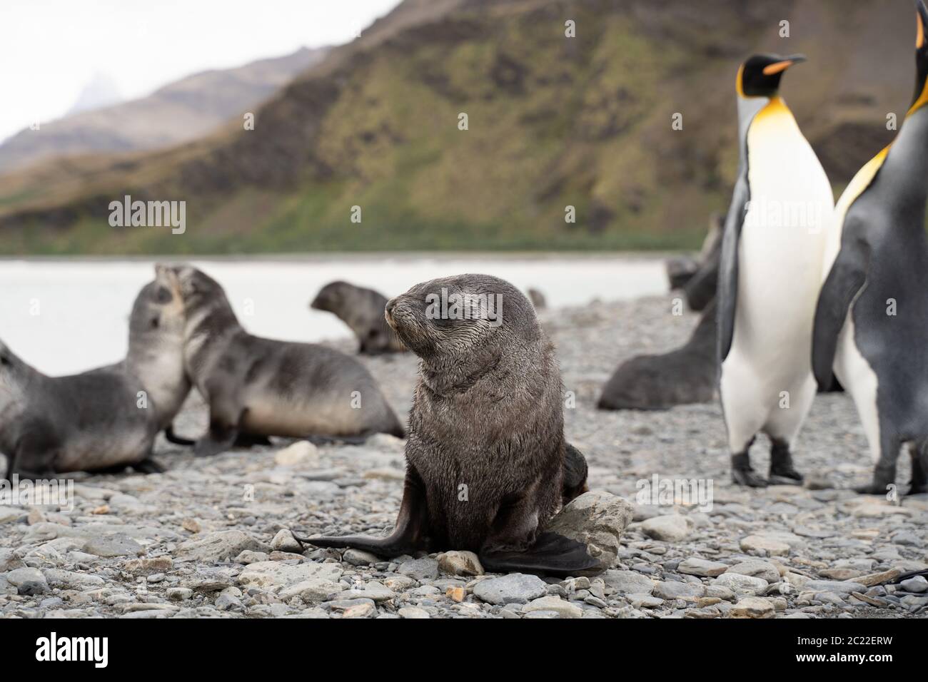 Sea Lion Vs Penguin