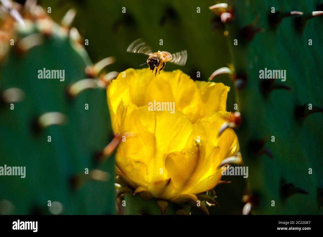 Cactus texas hi-res stock photography and images - Alamy