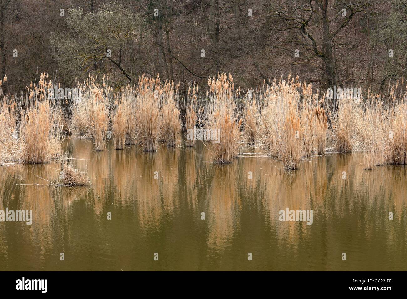 Reed marsh hi-res stock photography and images - Alamy