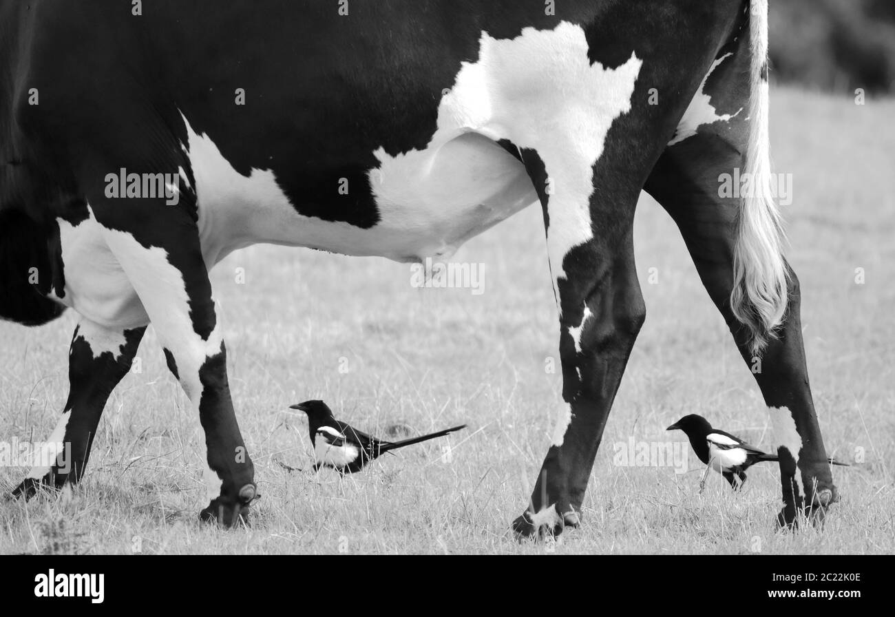 Two magpies Black and White Stock Photos & Images - Alamy