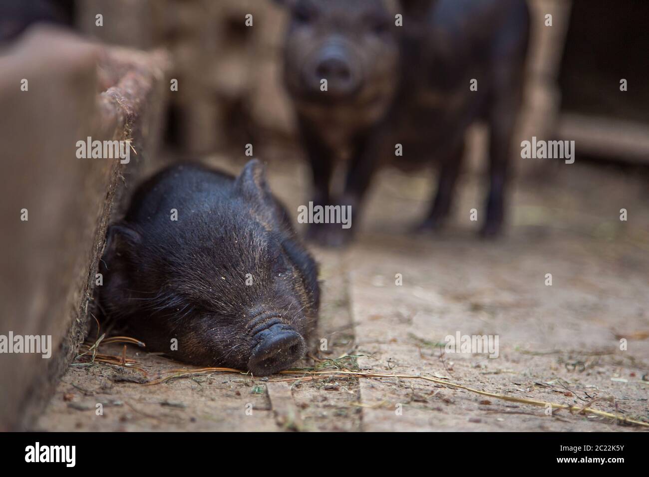 Little pigs sleeping in a farm near the trough. Group of black baby ...
