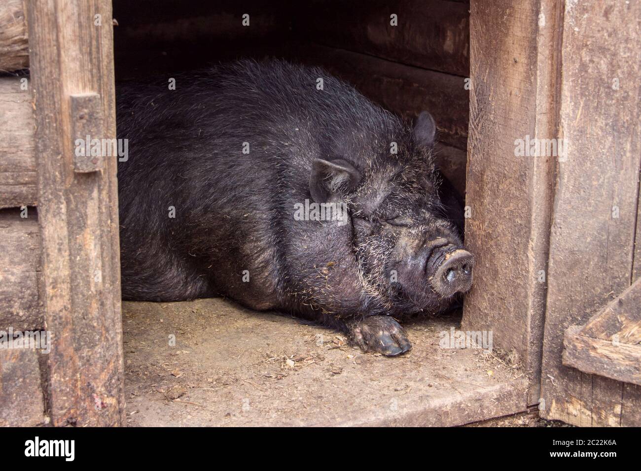 Sow resting in a wooden shed. Pot-bellied pig is in the barn. Big Black ...