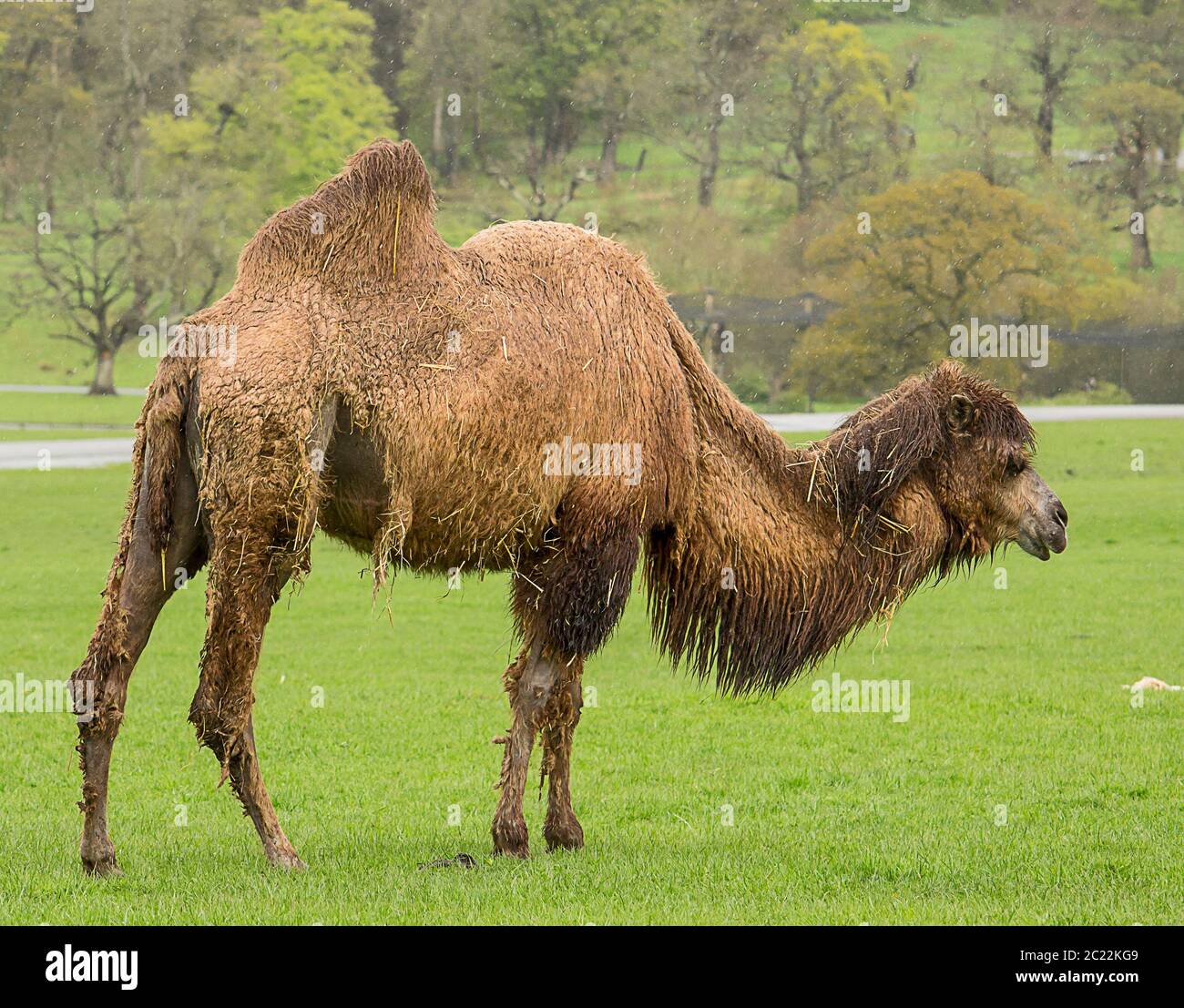 Brown Bactrian camel standing in the rain Stock Photo - Alamy