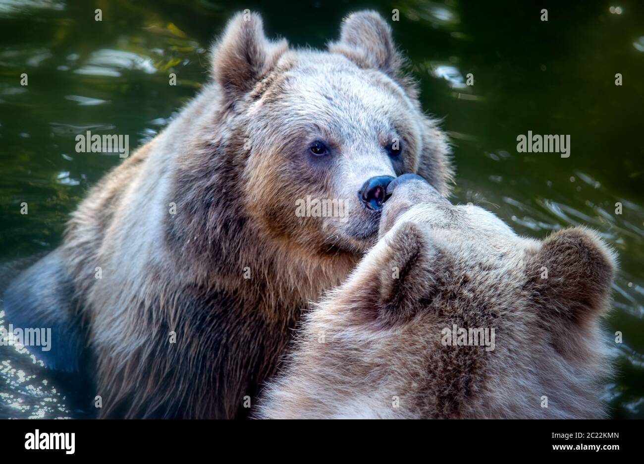 Bear couple hi-res stock photography and images - Alamy