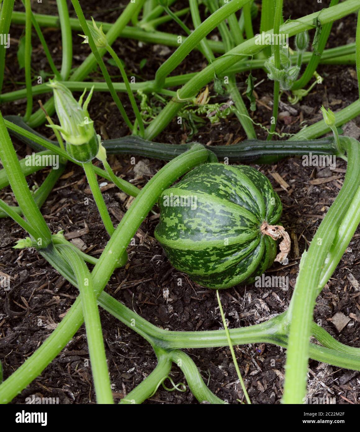 Dark green striped ornamental gourds, developing among lots of spiky ...