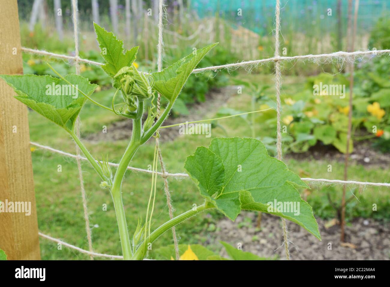 Cucurbit vine climbs a netting trellis in an allotment. Male and female ...