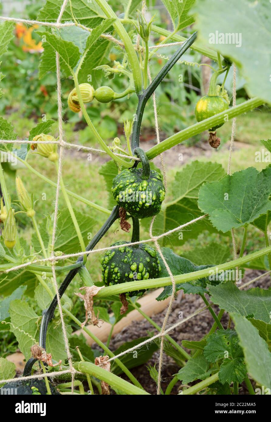 Dark green warted ornamental gourds grow on spiky vines, hanging from ...