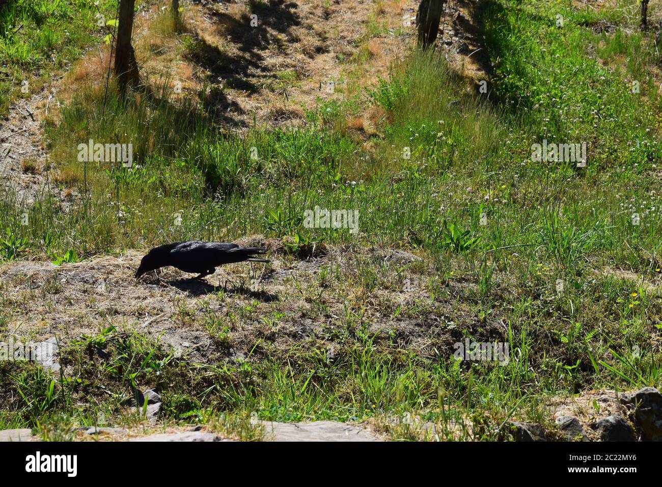 Raven eating grapes hi-res stock photography and images - Alamy