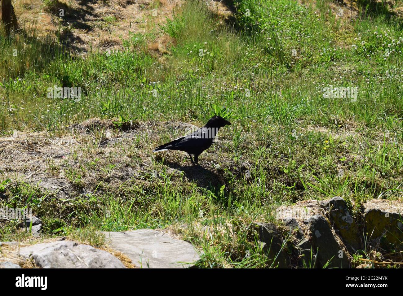 Raven eating grapes hi-res stock photography and images - Alamy