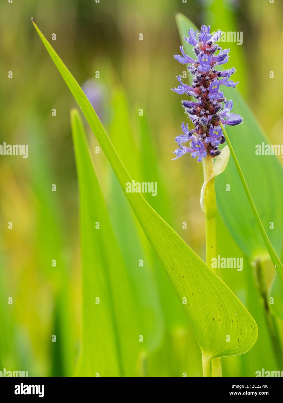 giant pike herb Stock Photo - Alamy
