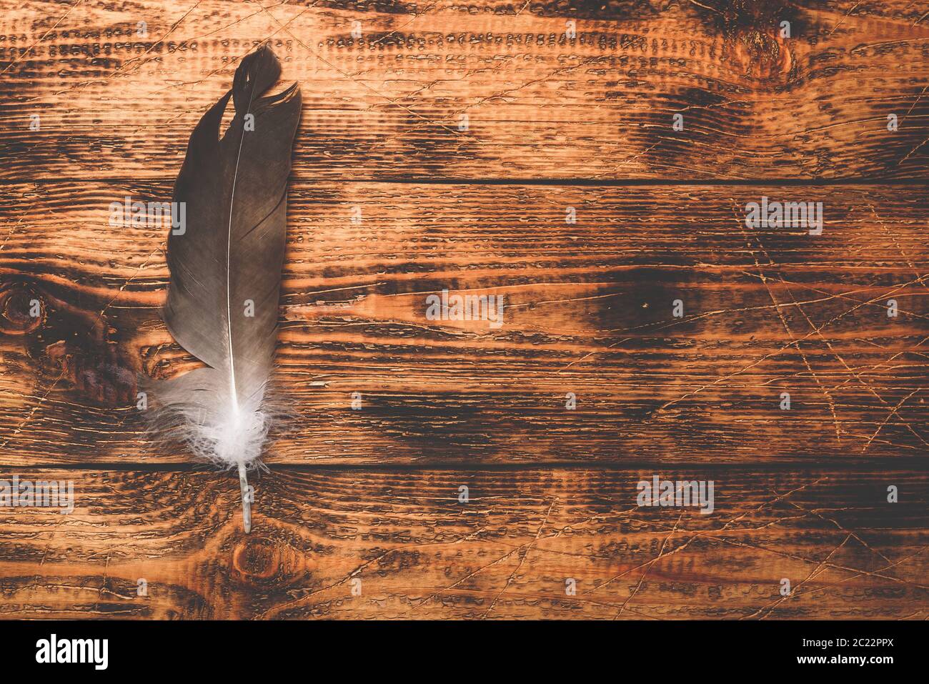 One hawk hi-res stock photography and images - Alamy