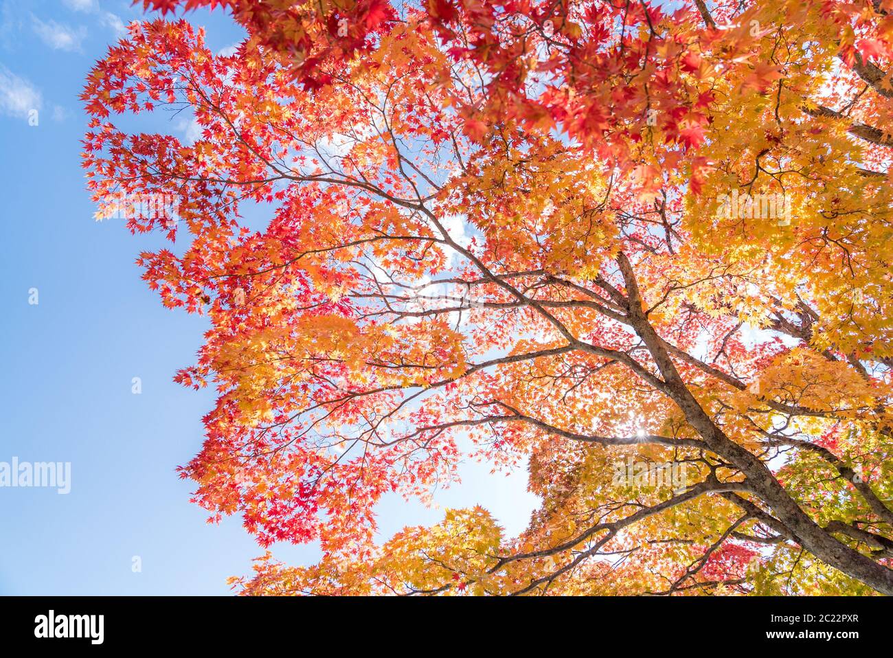 Red leave of maple tree for autumn fall background Stock Photo - Alamy