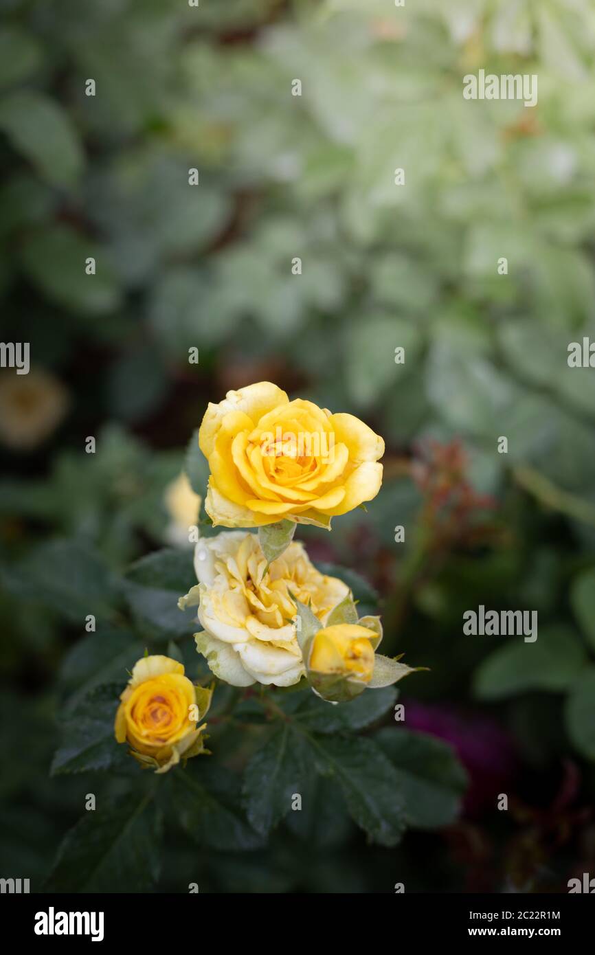 Roses in the garden, Roses are beautiful with a beautiful sunny day ...