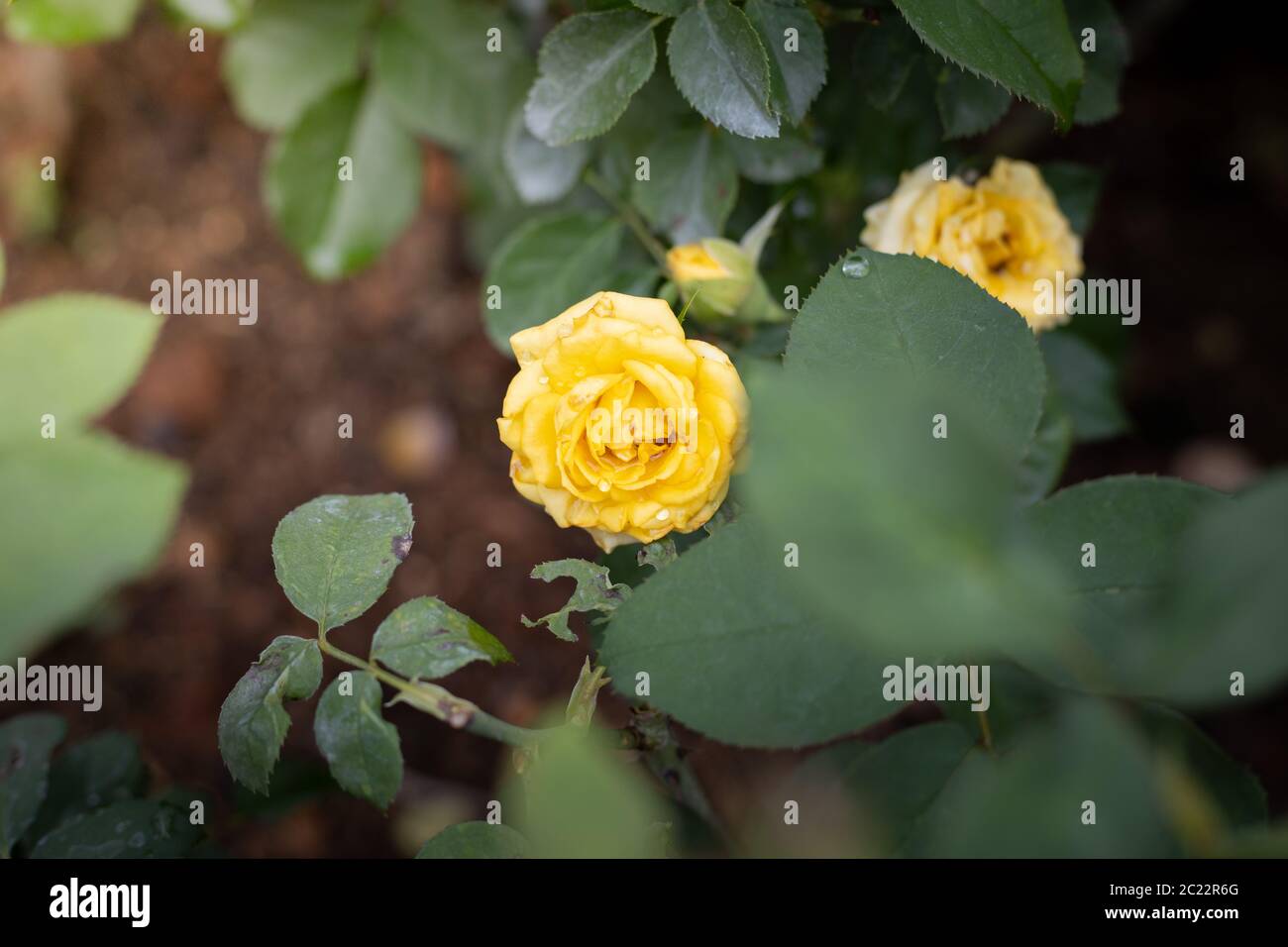 Roses in the garden, Roses are beautiful with a beautiful sunny day ...