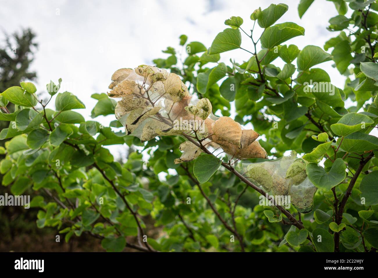 Leaves of a tree affected by Spider mite (Tetranychidae Stock Photo - Alamy