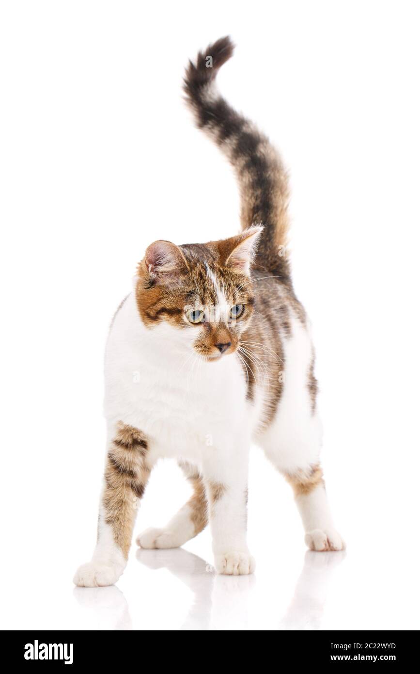 Cat is isolated on white. Cat poster. Kitty without breed Stock Photo ...