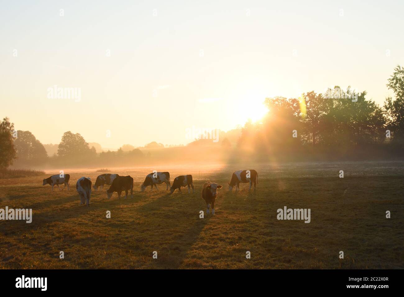 Morning cows hi-res stock photography and images - Alamy