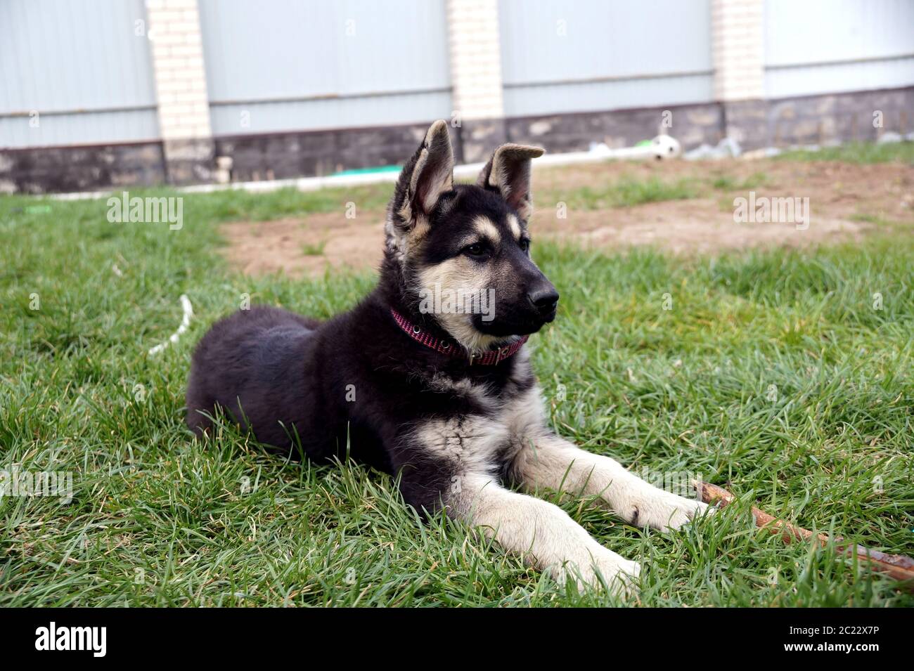 Young puppy of breed East European sheep-dog Stock Photo - Alamy