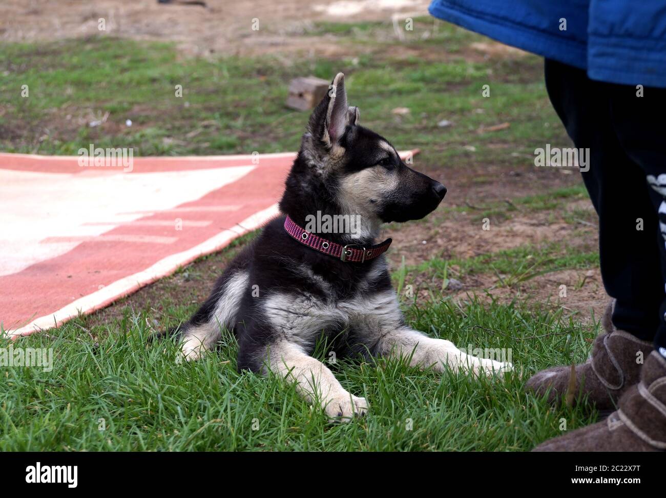 Look after sheep hi-res stock photography and images - Alamy