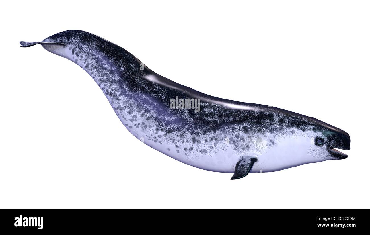 Monodon monoceros hi-res stock photography and images - Alamy