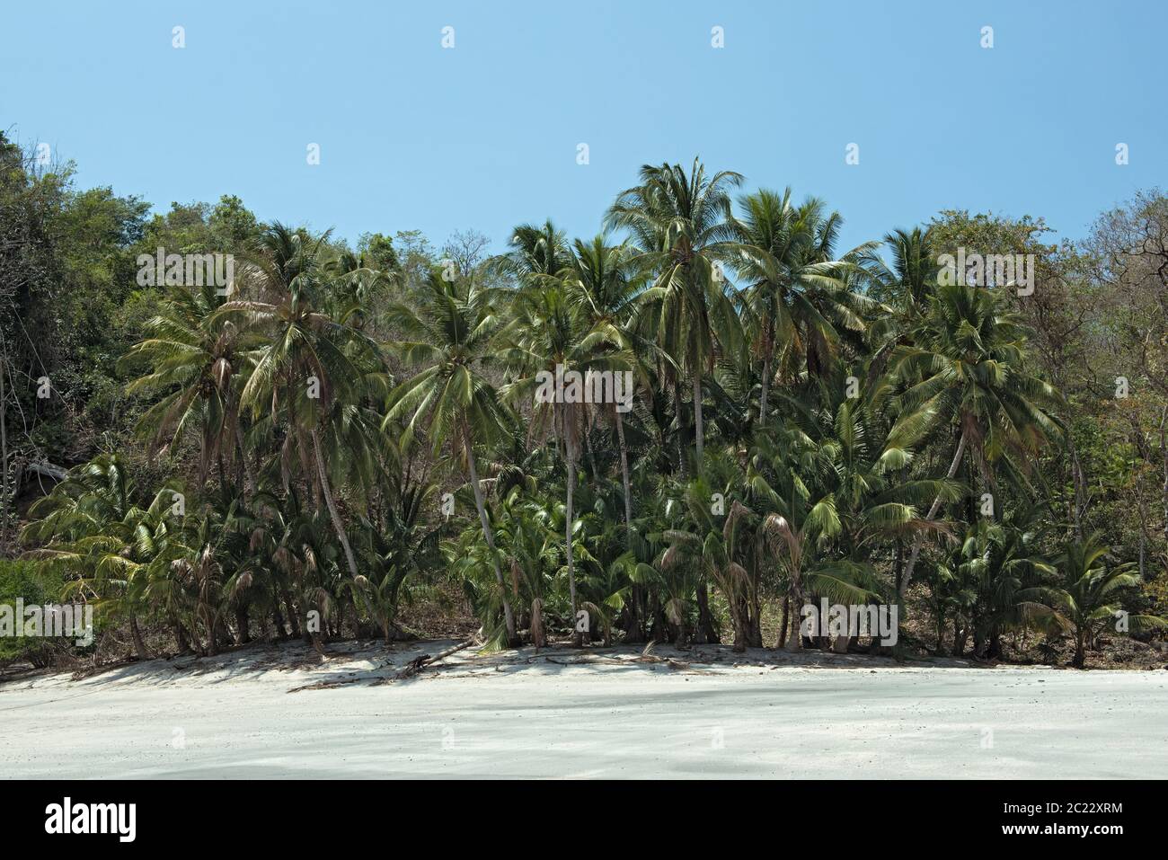 tropical palm beach on the cebaco island panama Stock Photo - Alamy
