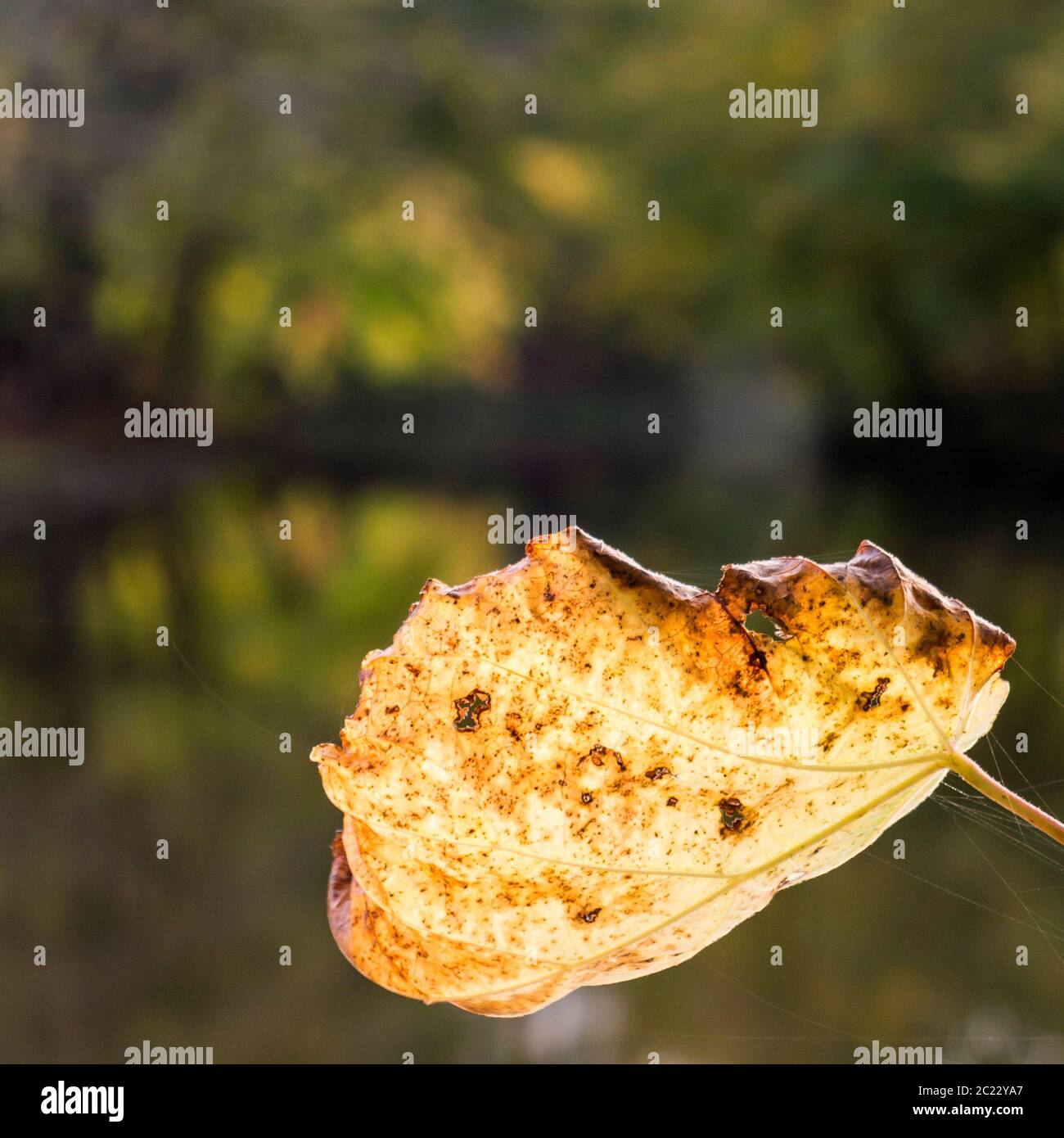 Lake leaf hi-res stock photography and images - Alamy