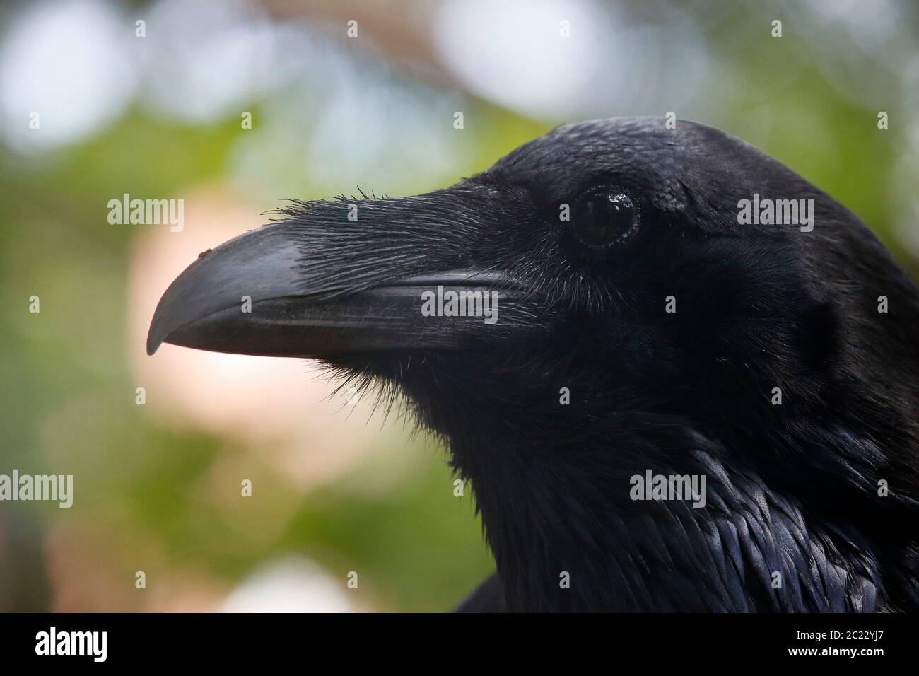 Local detail hi-res stock photography and images - Alamy