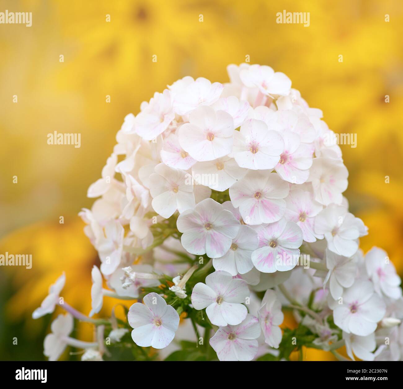 white blooming Phlox paniculata is a perennial herb, species of the ...